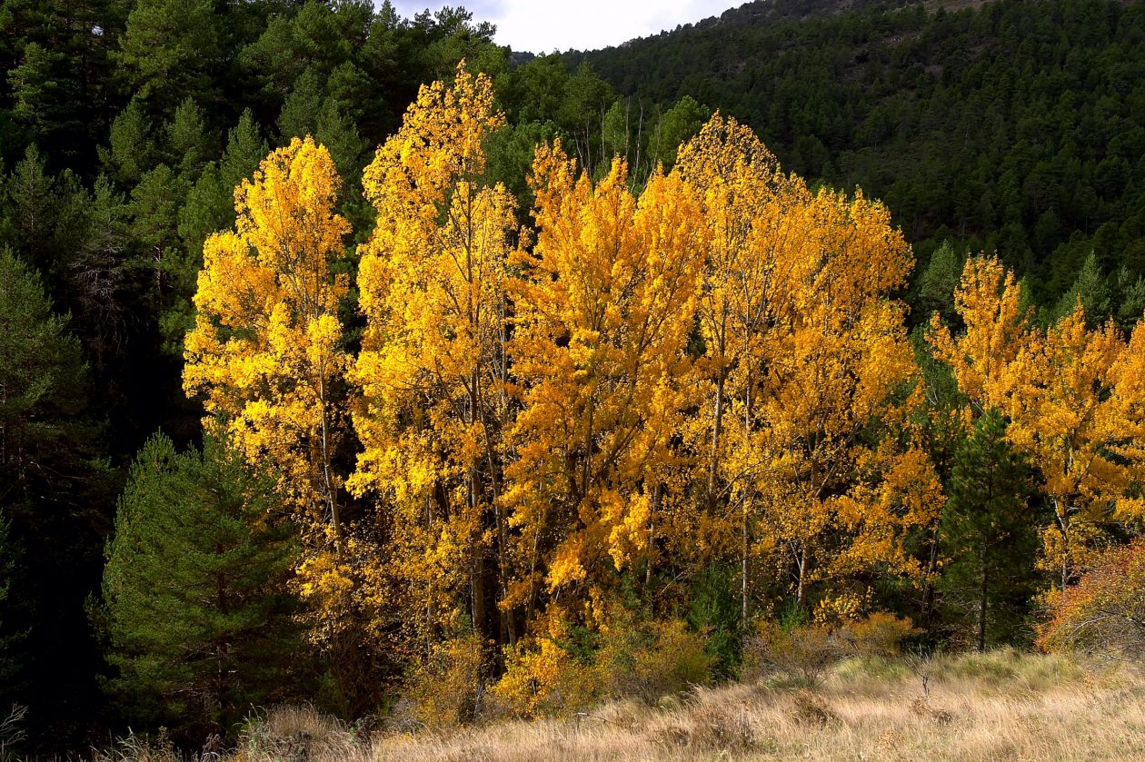 Bosques de ribera, selvas cercanas para disfrutar de la naturaleza ...